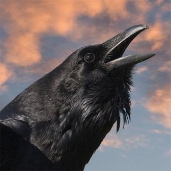 raven call | Ravensworth Farm Pool